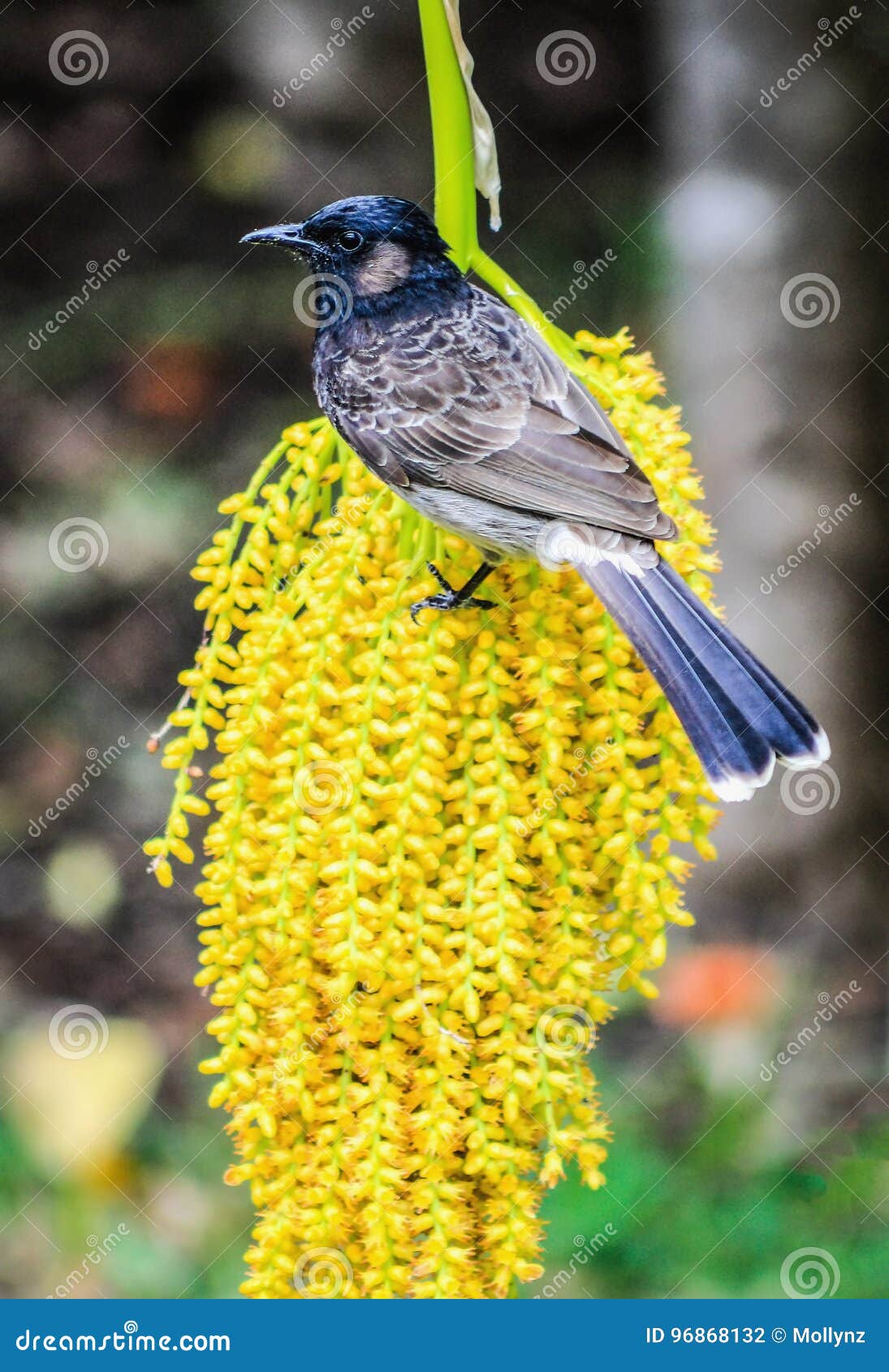 Red Vented Bulbul Bird Feeding on a Cluster of Pritchardia Palm Fruit ...