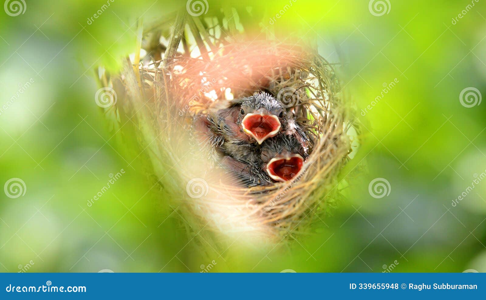 Red-vented Bulbul chicks stock photo. Image of bulbul - 339655948