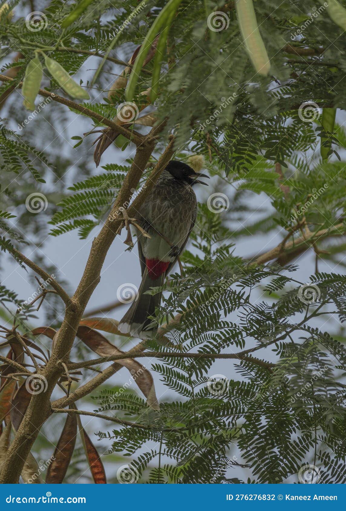 Red Vented Bulbul Common Bird of India Stock Photo - Image of animal ...