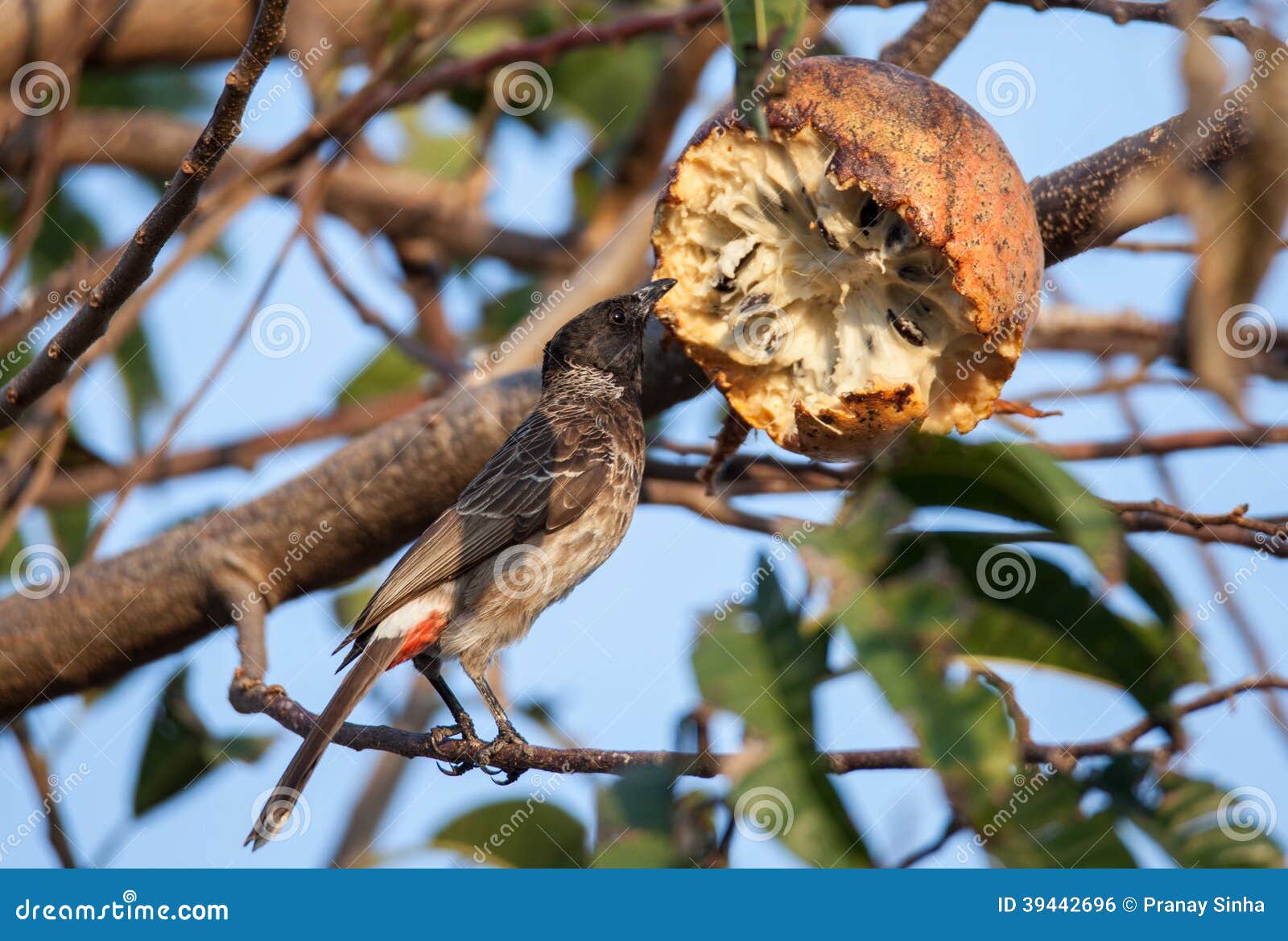 Red Vented Bulbul stock photo. Image of indian, bulbul - 39442696