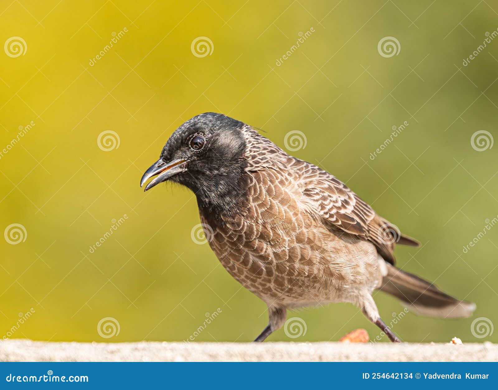 A Red Vented Bulbul with Food Stock Photo - Image of forest, small ...