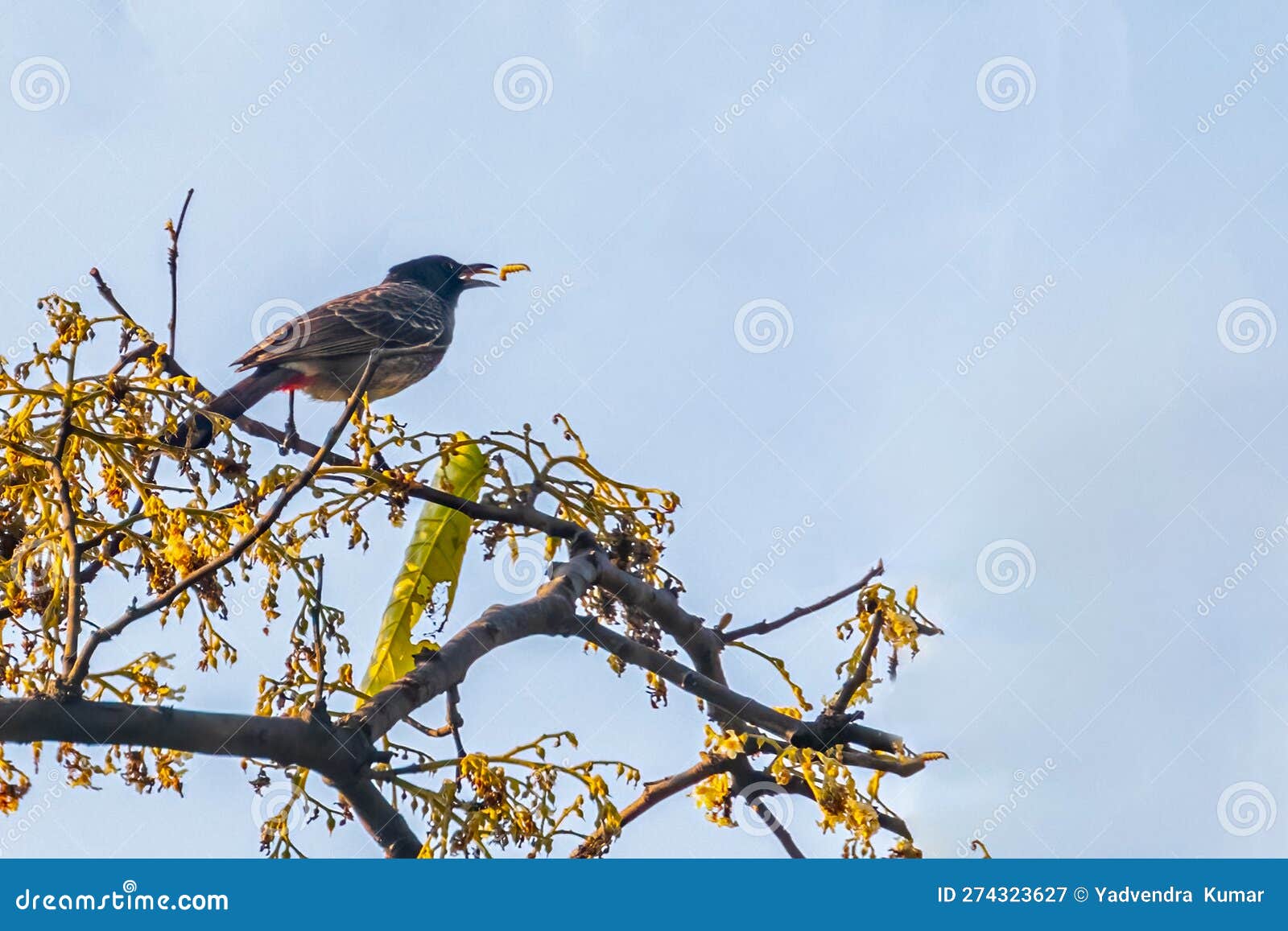 A Red Vented Bulbul stock image. Image of wildlife, lake - 274323627