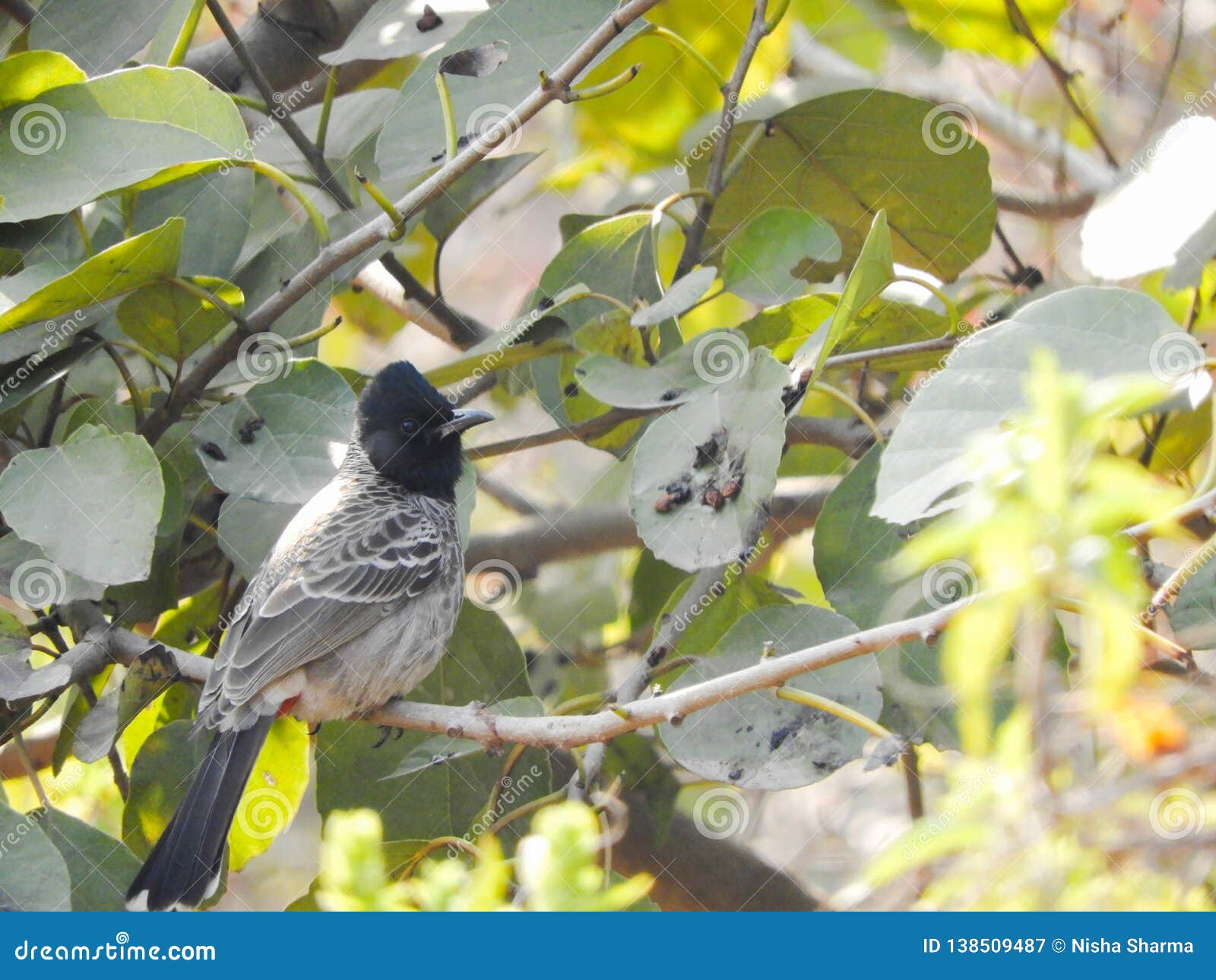 Red vented bulbul stock image. Image of branch, songbird - 138509487