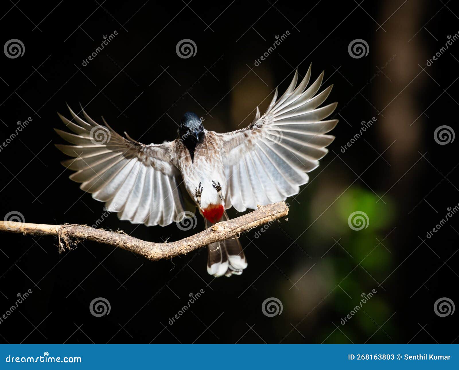Red Vented Bulbul with Its Open Wings Stock Image - Image of insect ...
