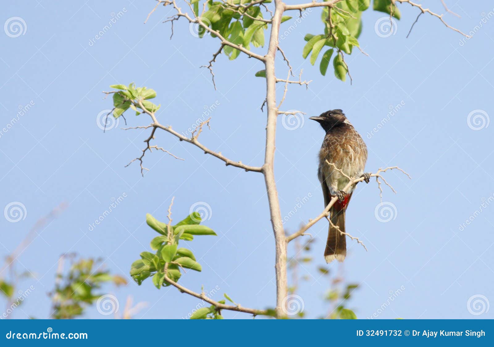 Red vented bulbul stock photo. Image of pycnonotus, linnaeus - 32491732