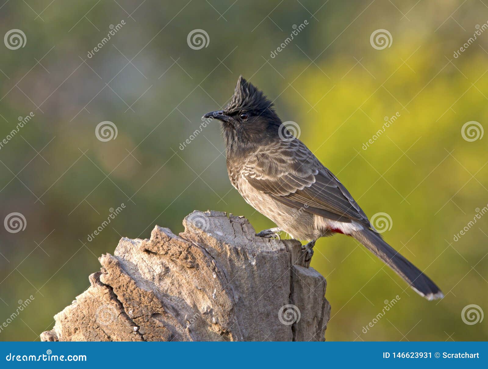 Red Vented Bulbul Pycnonotus Cafer Stock Image - Image of small, adult ...
