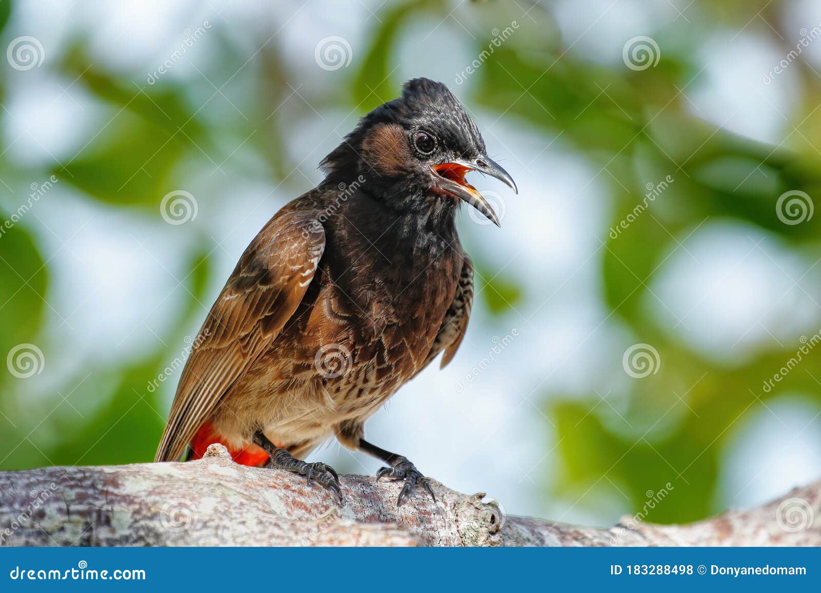 Red-vented Bulbul Pycnonotus Cafer Sitting on a Tree Stock Photo ...