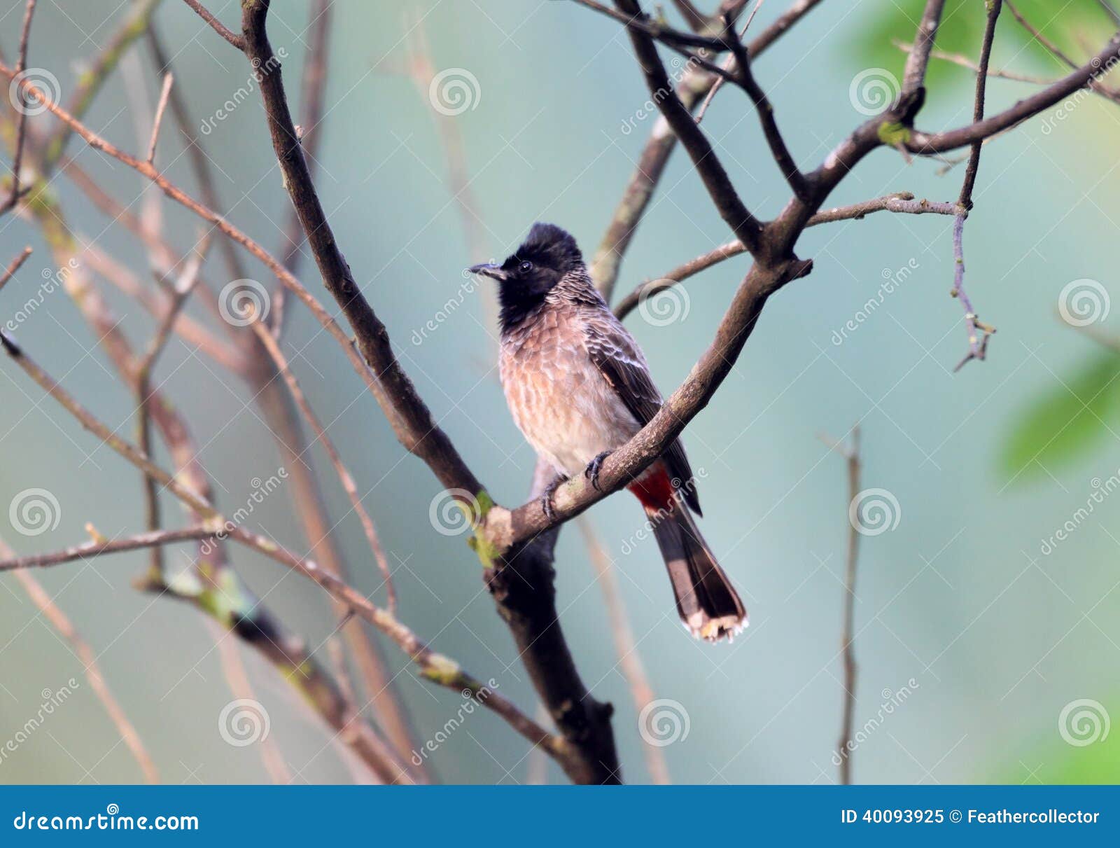 Red-vented Bulbul stock image. Image of nature, beauty - 40093925