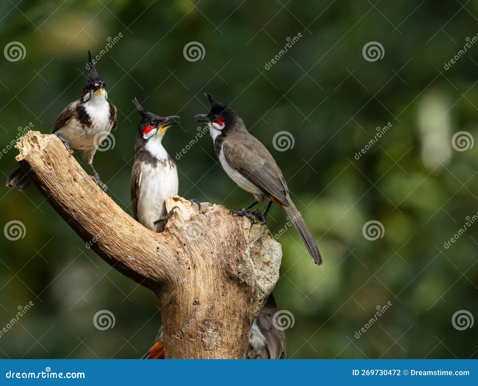 Red Vented Bulbul on a Tree Trunk Stock Photo - Image of yellow, green ...