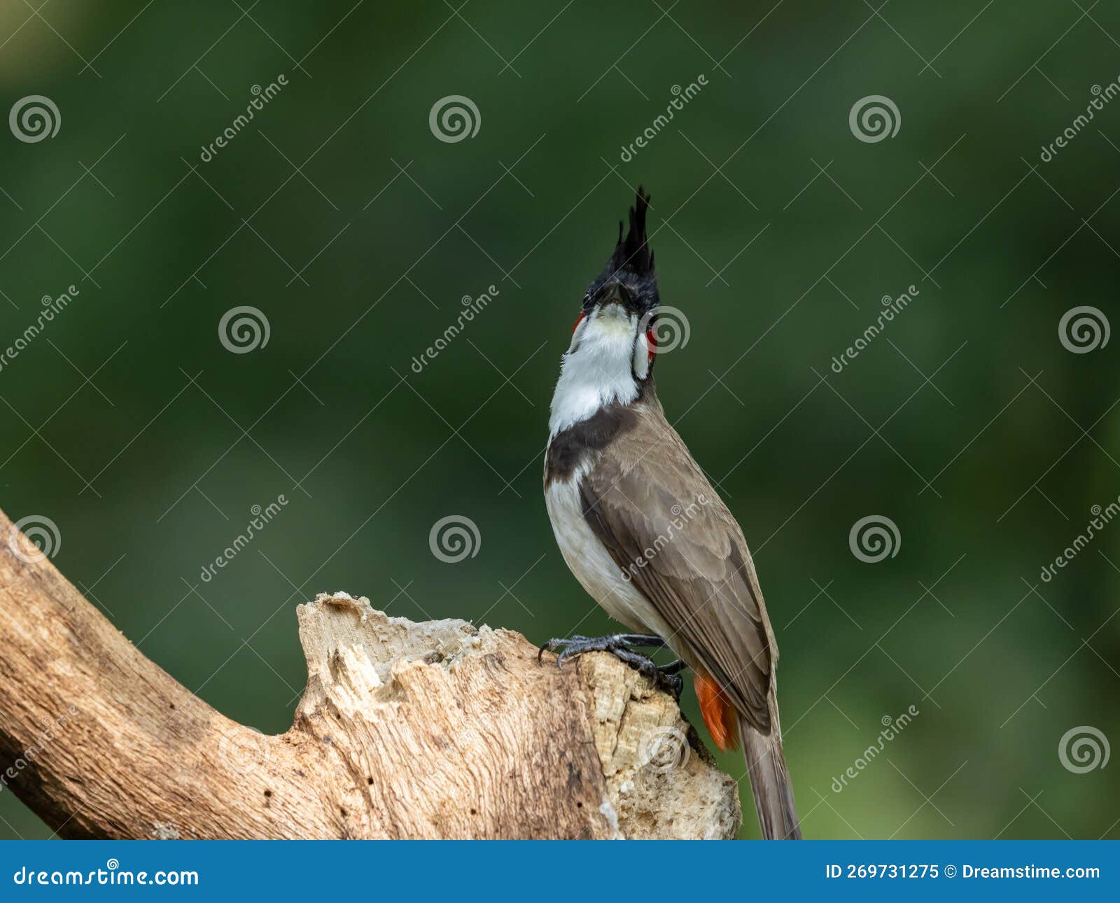 Red Vented Bulbul on a Tree Trunk Stock Image - Image of animal, branch ...