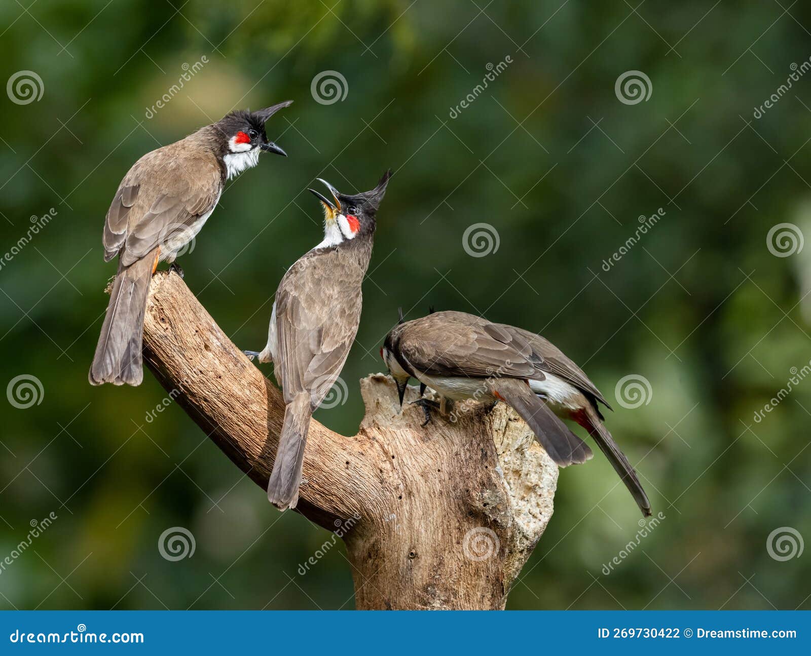 Red Vented Bulbul on a Tree Trunk Stock Photo - Image of feather, beak ...