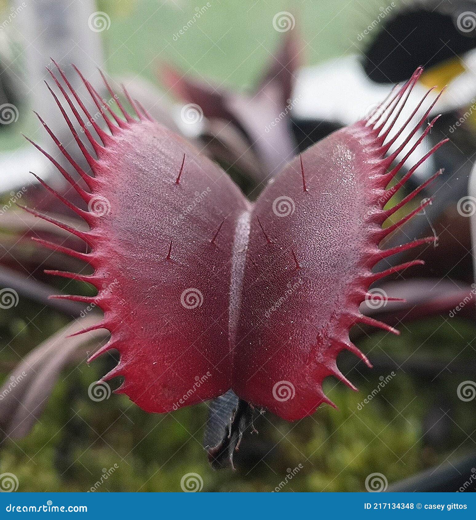 Red Venus fly trap stock photo. Image of botanical, plant - 217134348