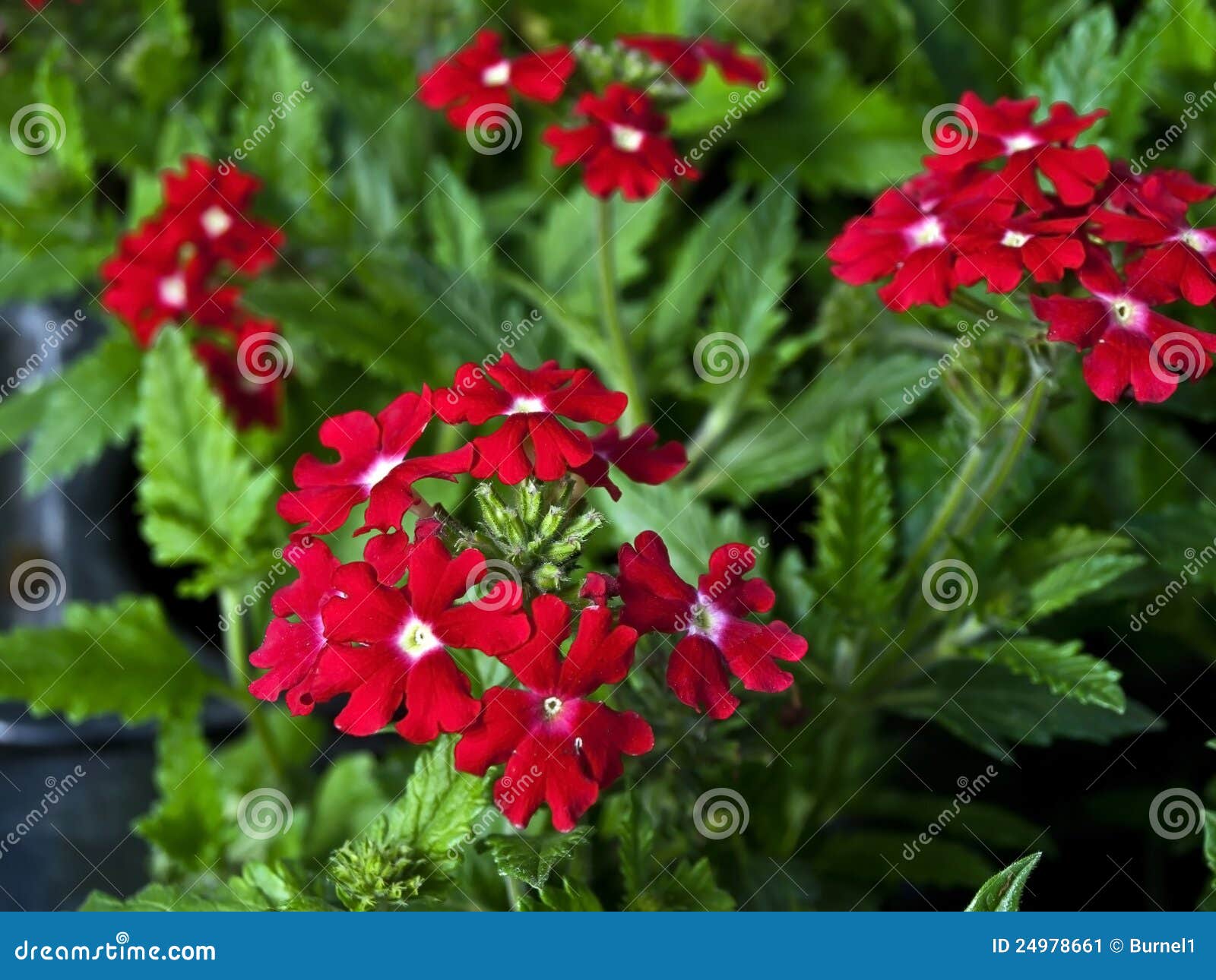 Red verbena stock image. Image of color, herb, leaf, botany - 24978661