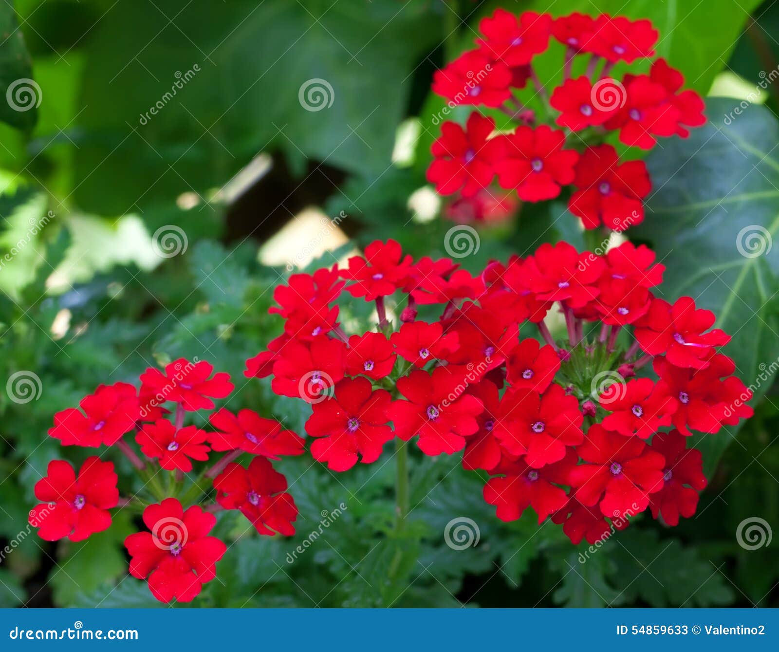 Red verbena stock image. Image of blossom, grow, verbena - 54859633