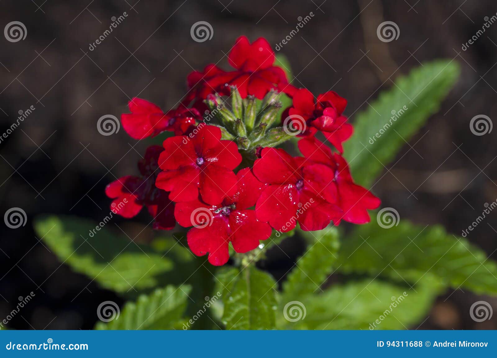 Red verbena stock photo. Image of plant, summer, flower - 94311688