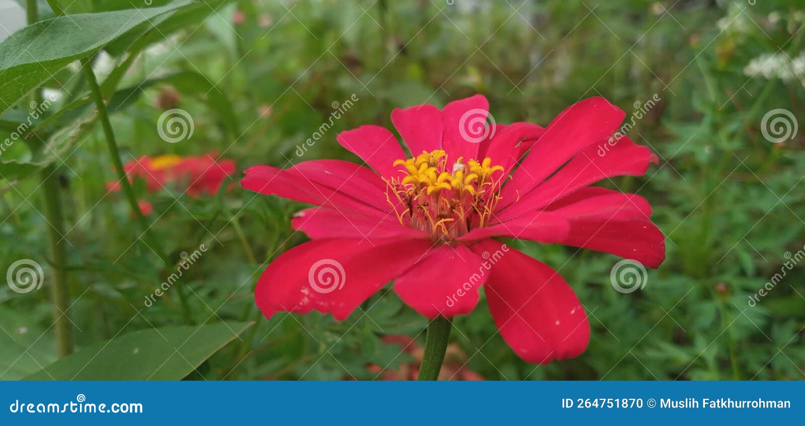 Red vermillion stock photo. Image of wild, nature, flower - 264751870