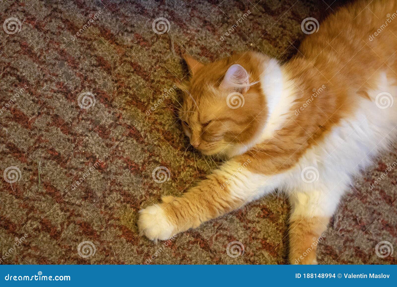 A Red and Very Smart Cat Named Red is Sleeping Stock Photo - Image of ...