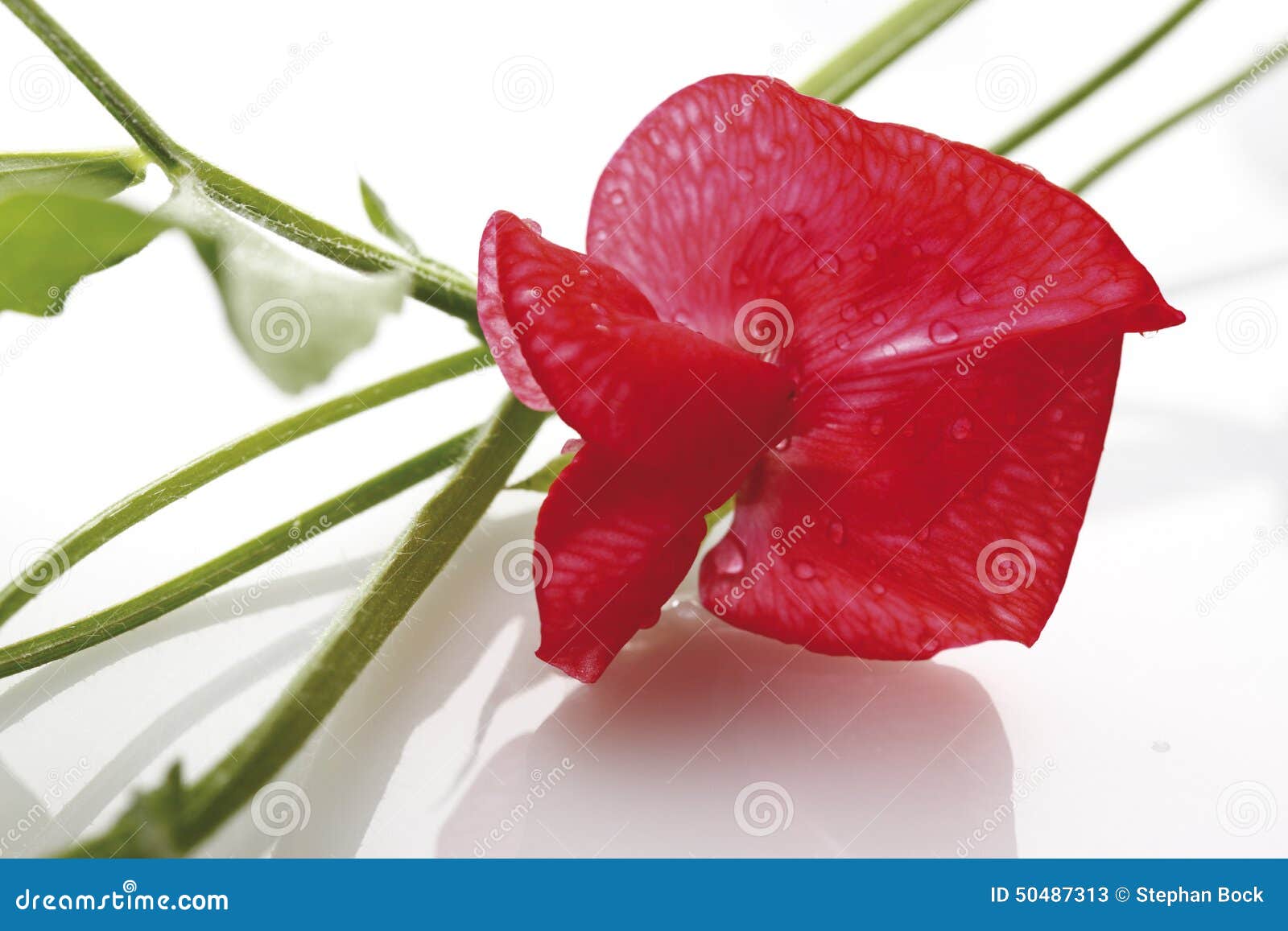 Red Vetch (Vicia) stock image. Image of decorative, head - 50487313