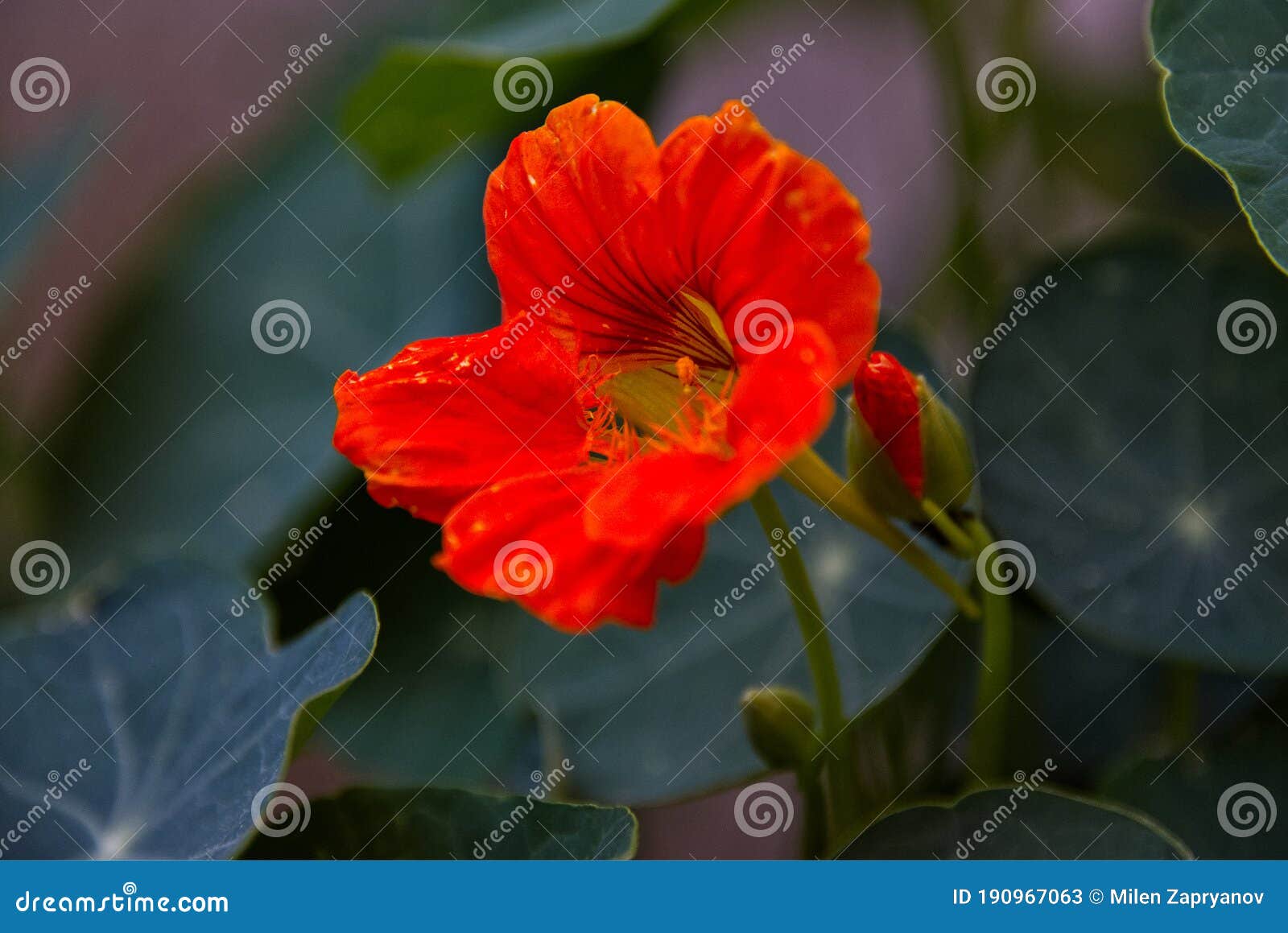 Red Vibrant Color Spring Flower, Red Romantic Flower Stock Image ...