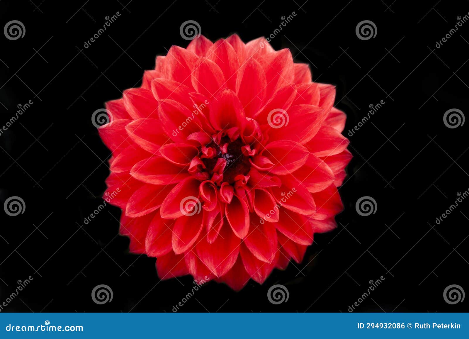 Red Vibrant Flower in Bloom, on a Black Background Stock Photo - Image ...
