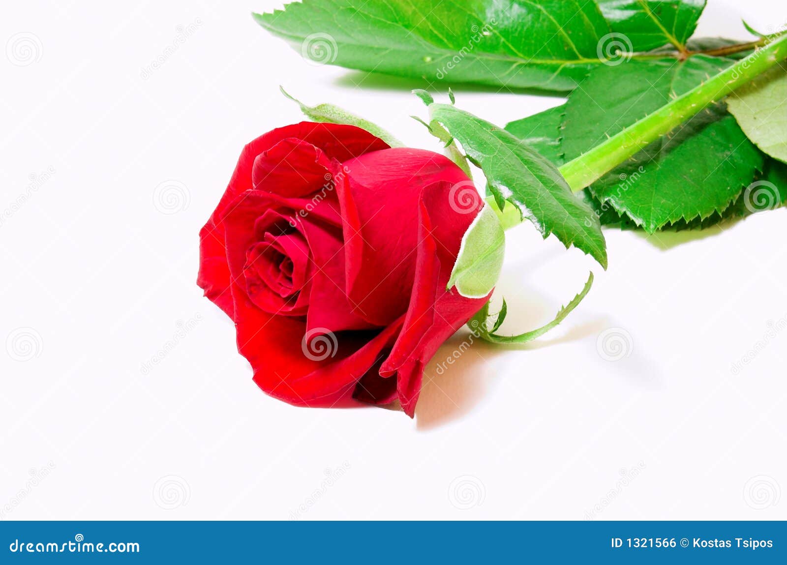 Red vibrant rose stock photo. Image of floral, inside - 1321566