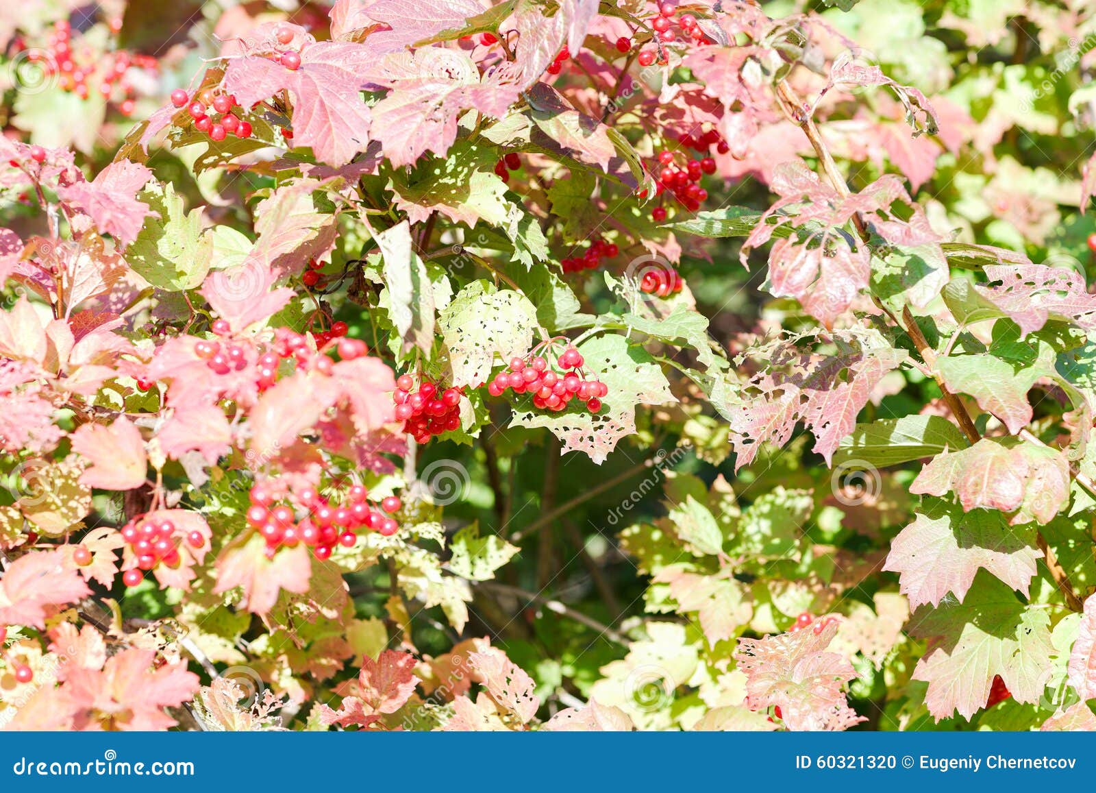 Red Viburnum berries stock photo. Image of outdoor, ripe - 60321320