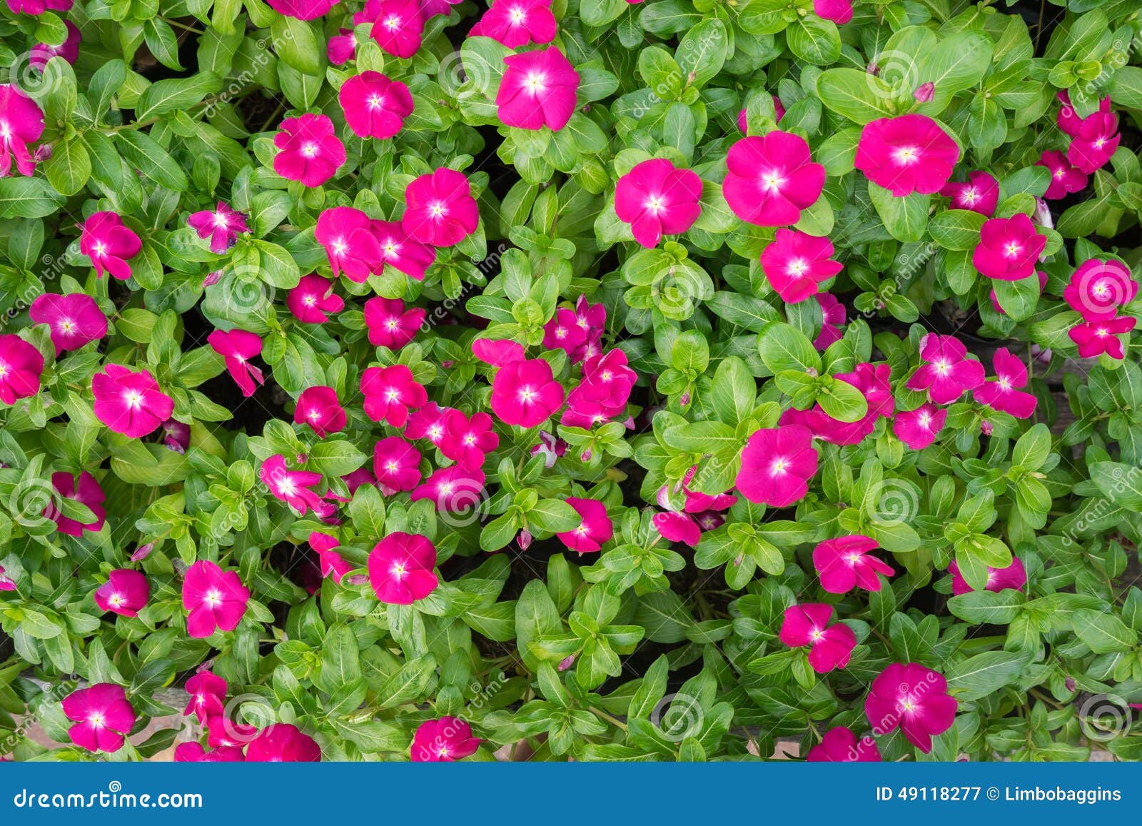 Red vinca flowers stock image. Image of nature, flower - 49118277