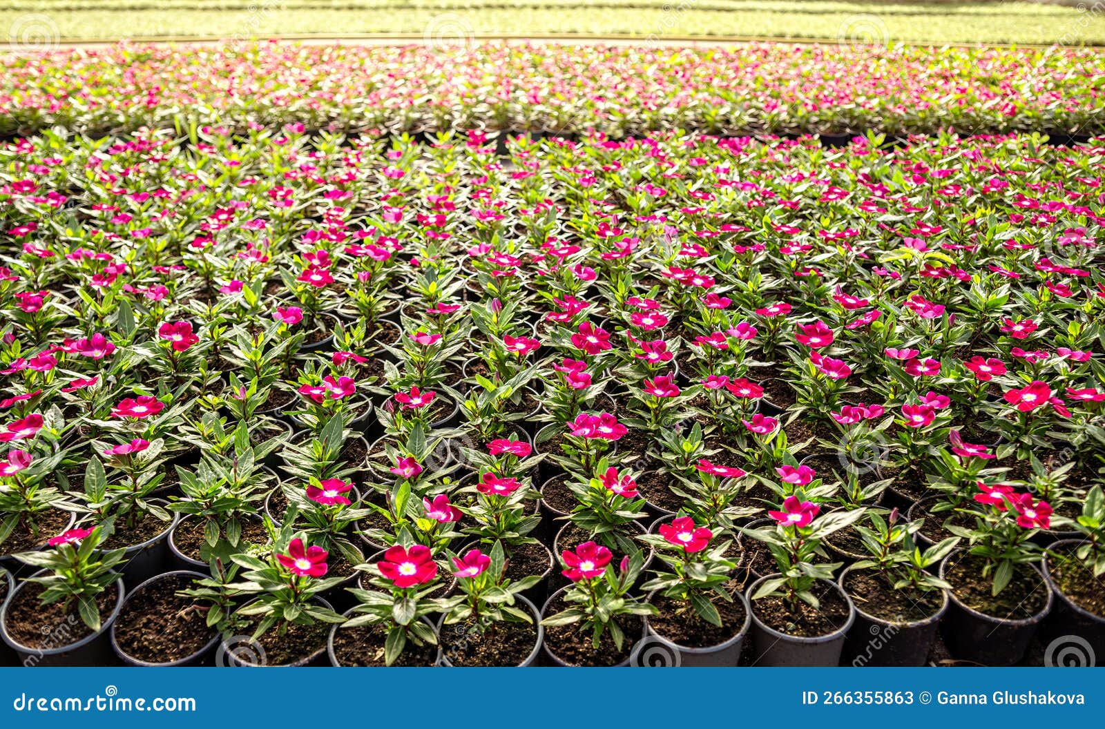 Red Vinca Flowers with a White Center Stock Image - Image of potted ...