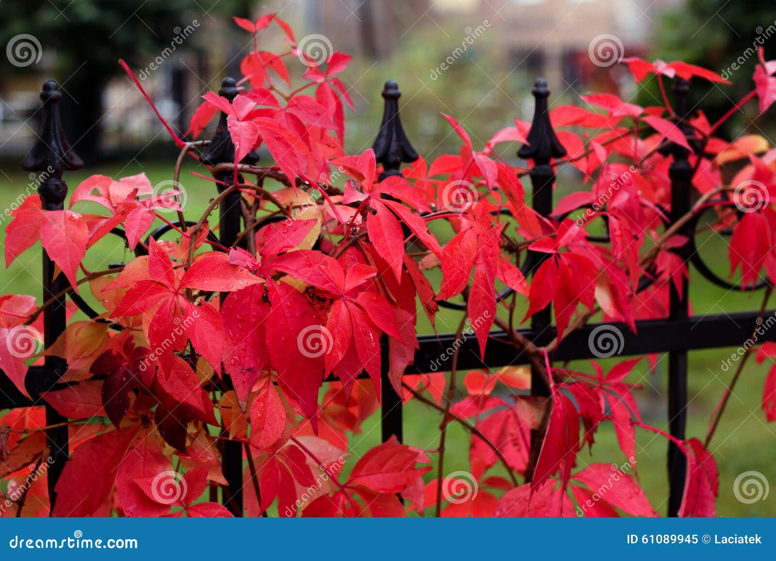 Red vine - autumn colors stock image. Image of leaf, fence - 61089945