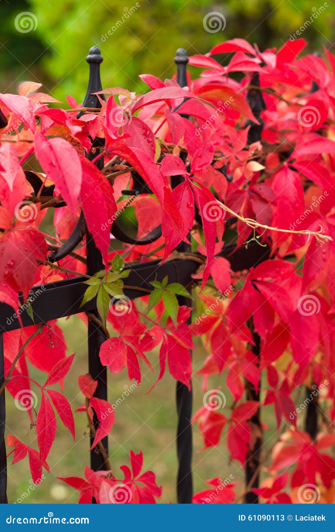 Red vine - autumn colors stock image. Image of food, foliage - 61090113