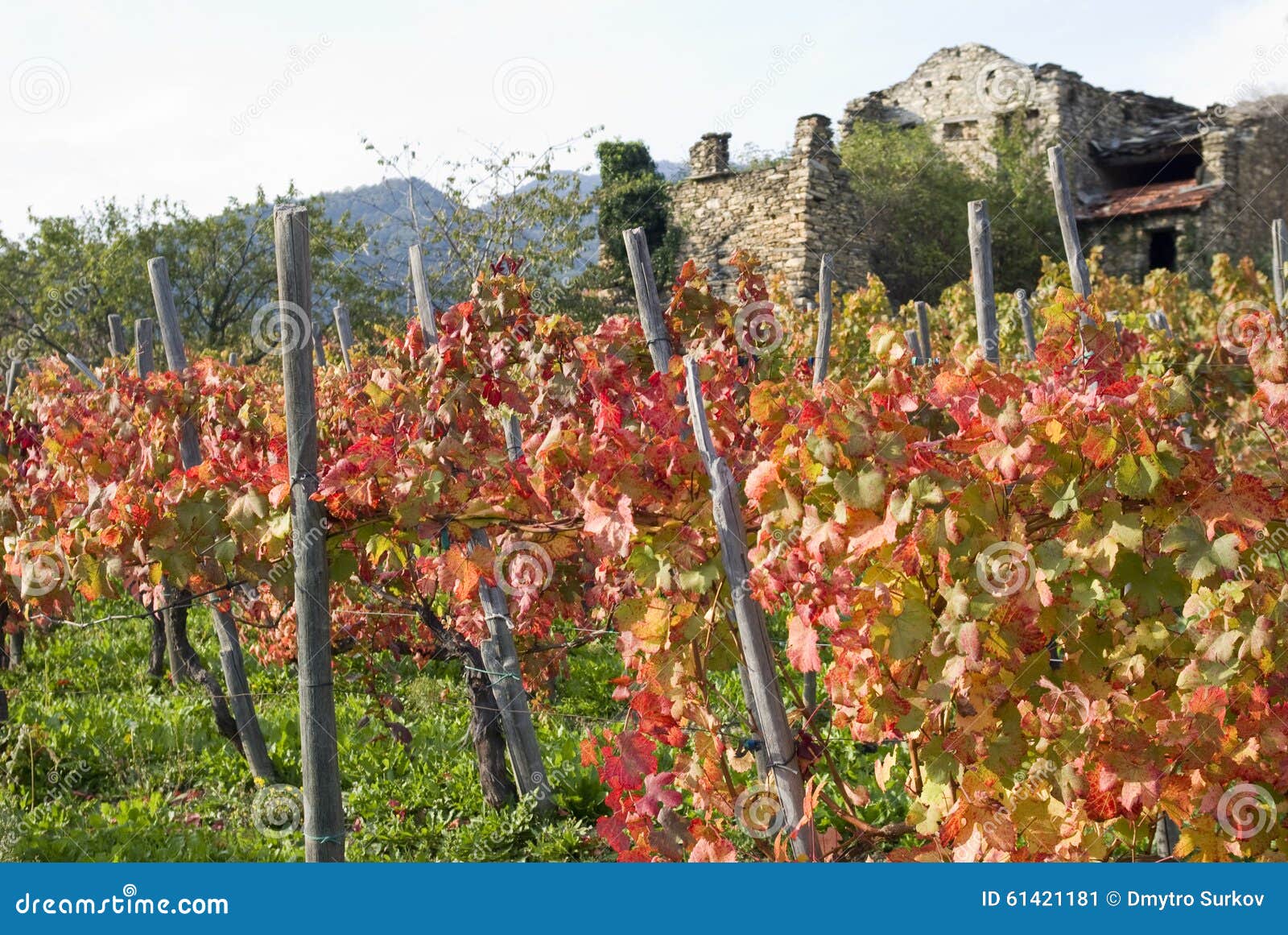 Red vine autumn leaves stock image. Image of italy, ground - 61421181