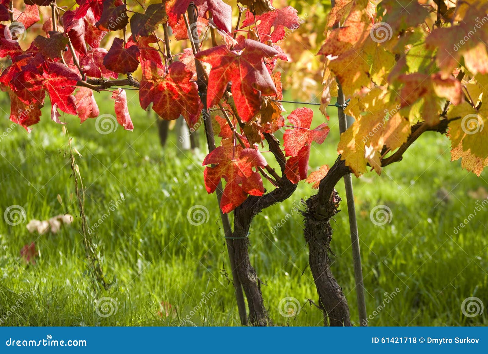 Red vine autumn leaves stock photo. Image of farm, growing - 61421718