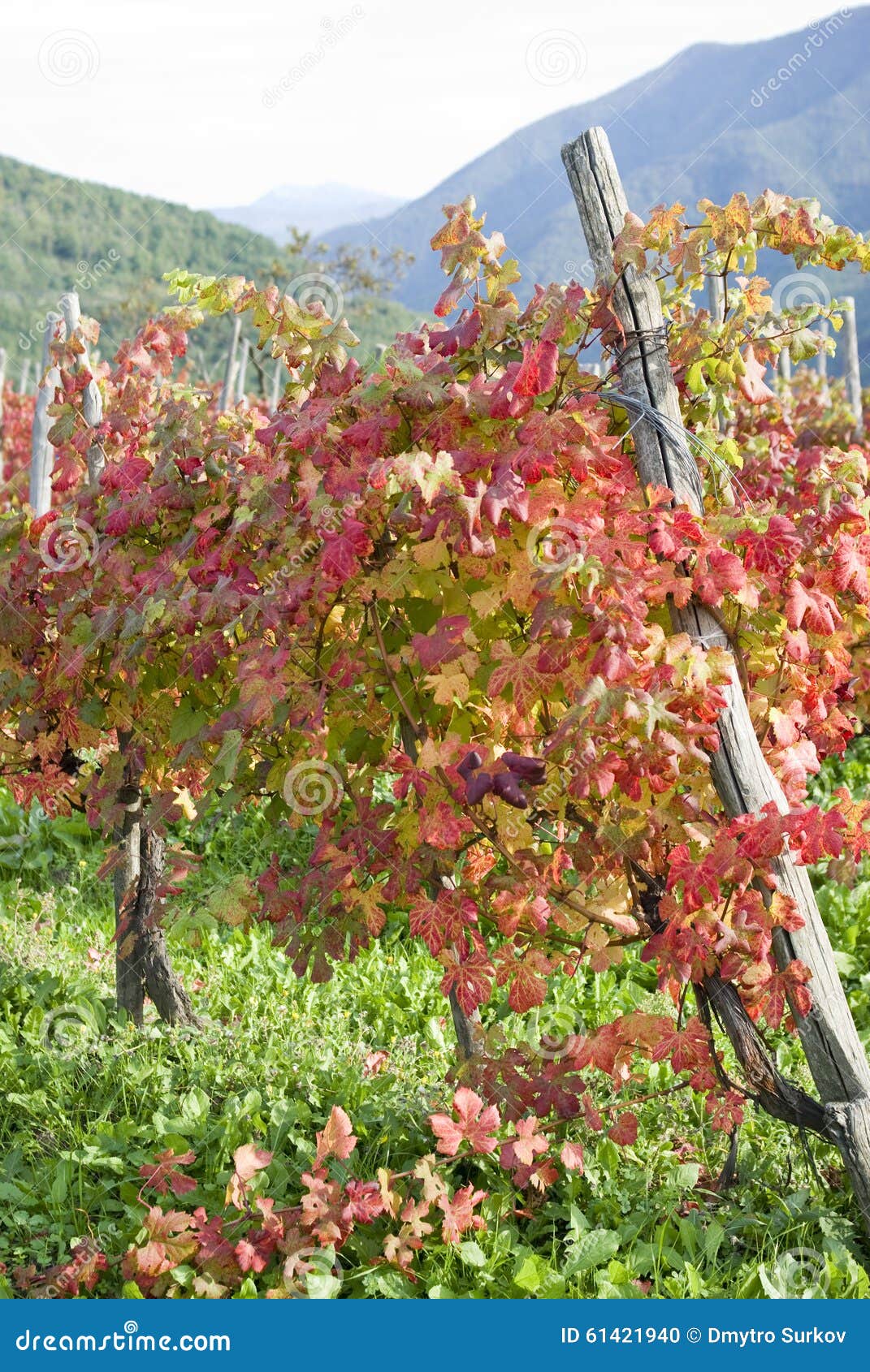 Red vine autumn leaves stock photo. Image of grapevine - 61421940
