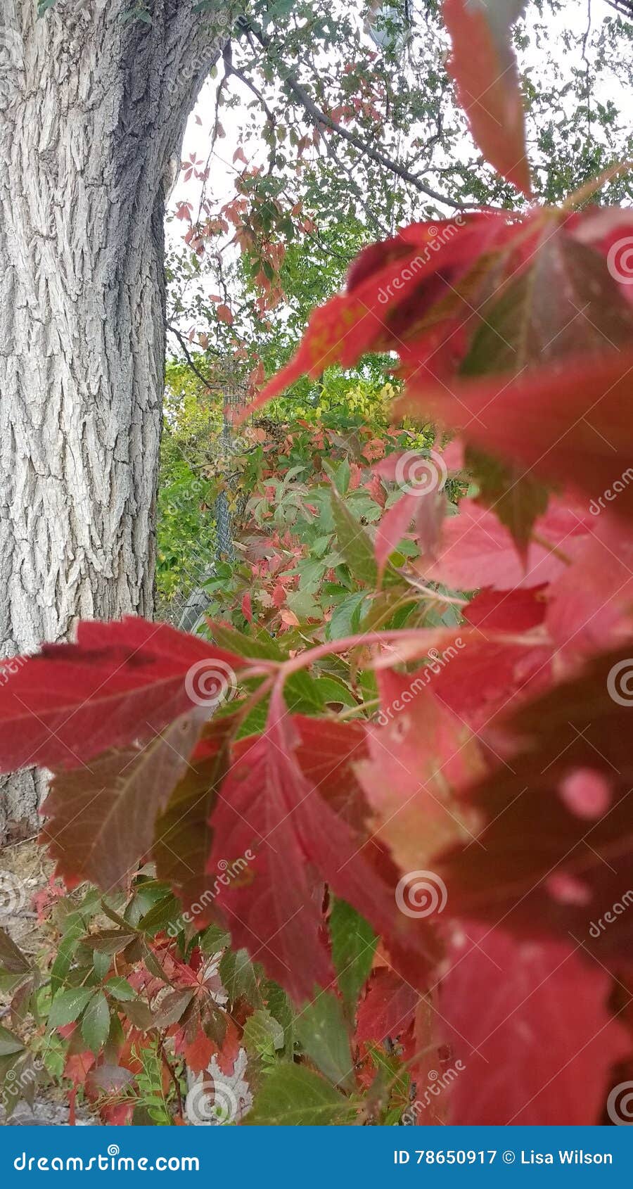 Red vine fall tree trunk stock image. Image of trunk - 78650917