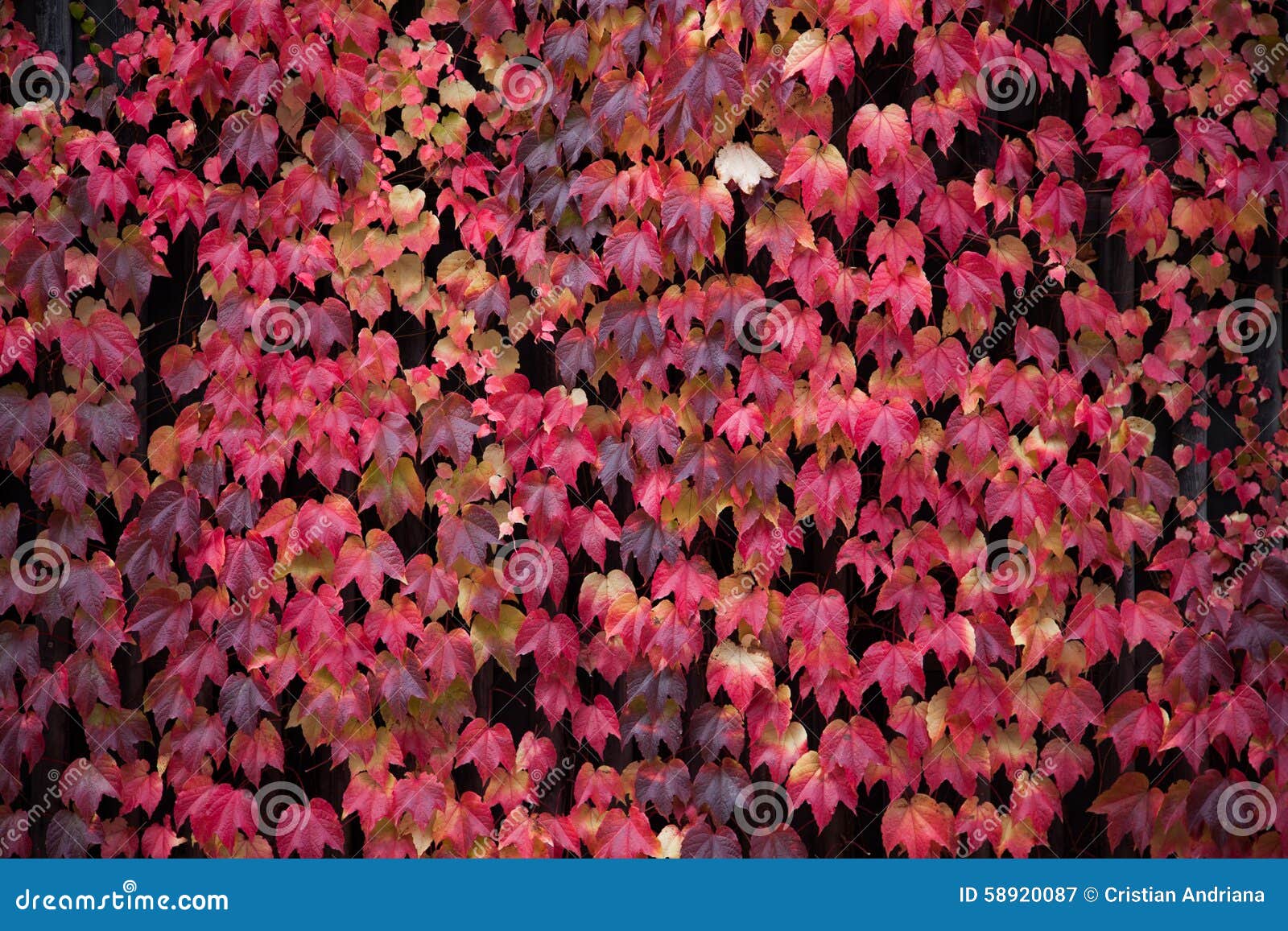Red Vine Leaves, Autumn Colors Stock Image - Image of natural, abstract ...
