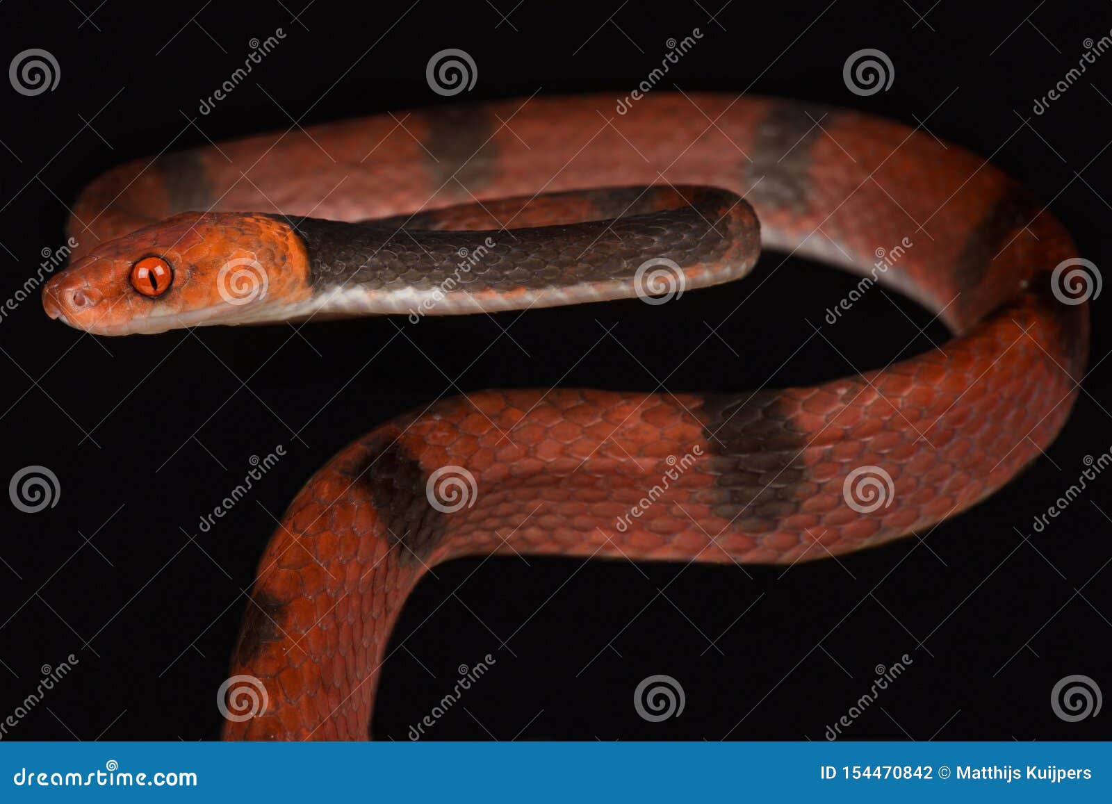 Red Vine Snake Siphlophis Compressus Stock Photo - Image of south ...