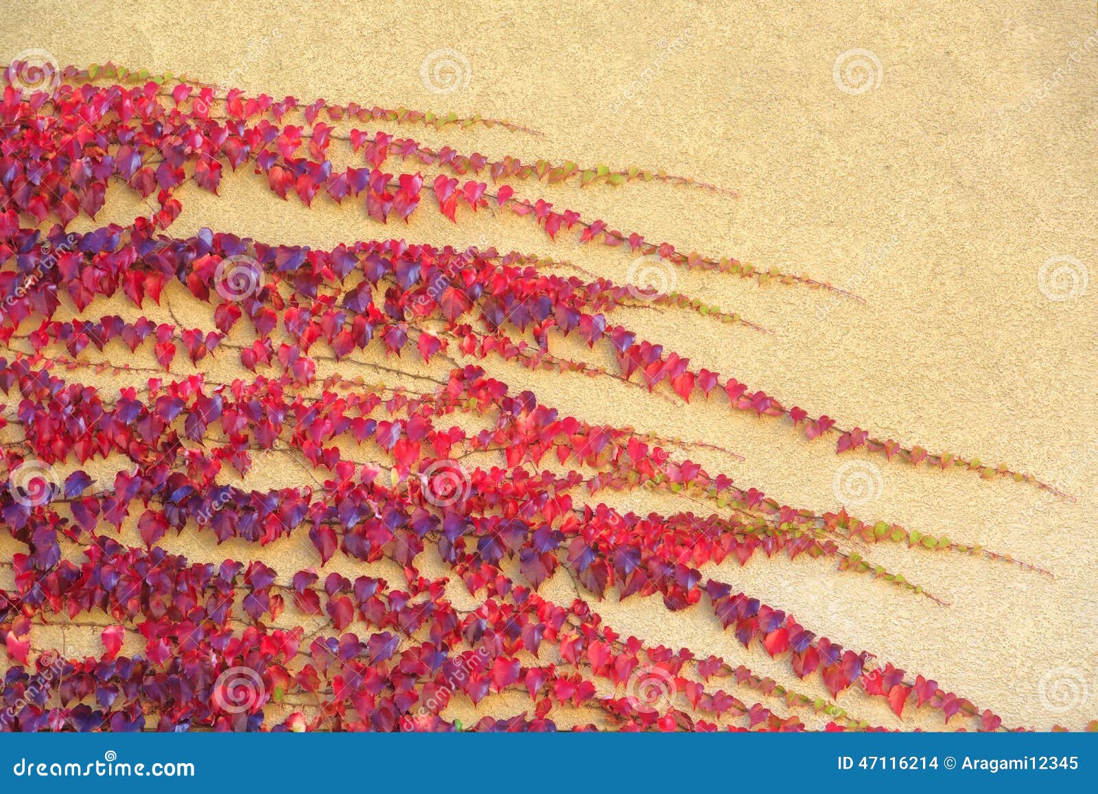 Red Vine on the Wall Pattern Stock Photo - Image of aged, abstract ...