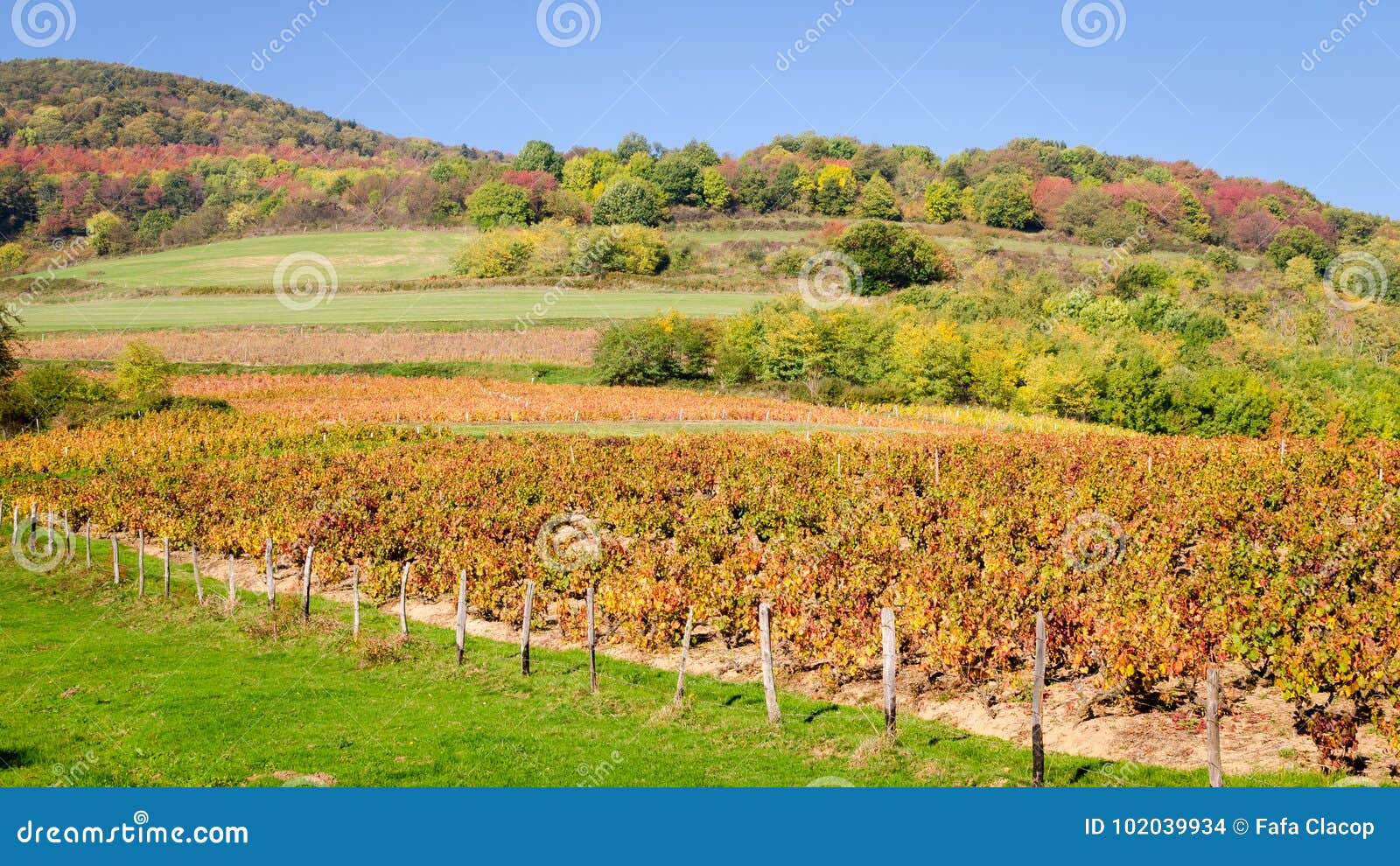 The Red Vineyard and the Forest Stock Photo - Image of blue, gamay ...