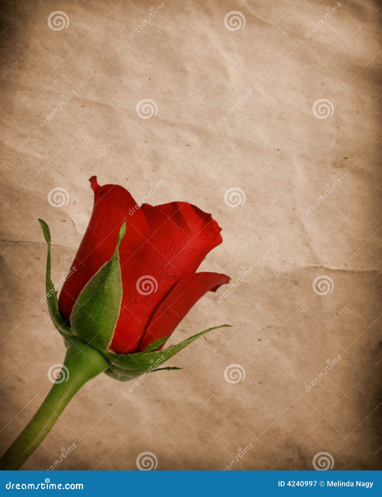 Red vintage rose stock illustration. Illustration of sepia - 4240997