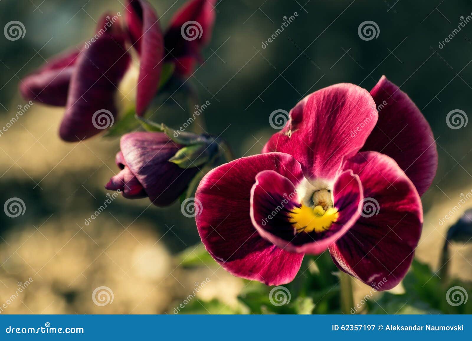 Red violet flower stock image. Image of season, meadow - 62357197