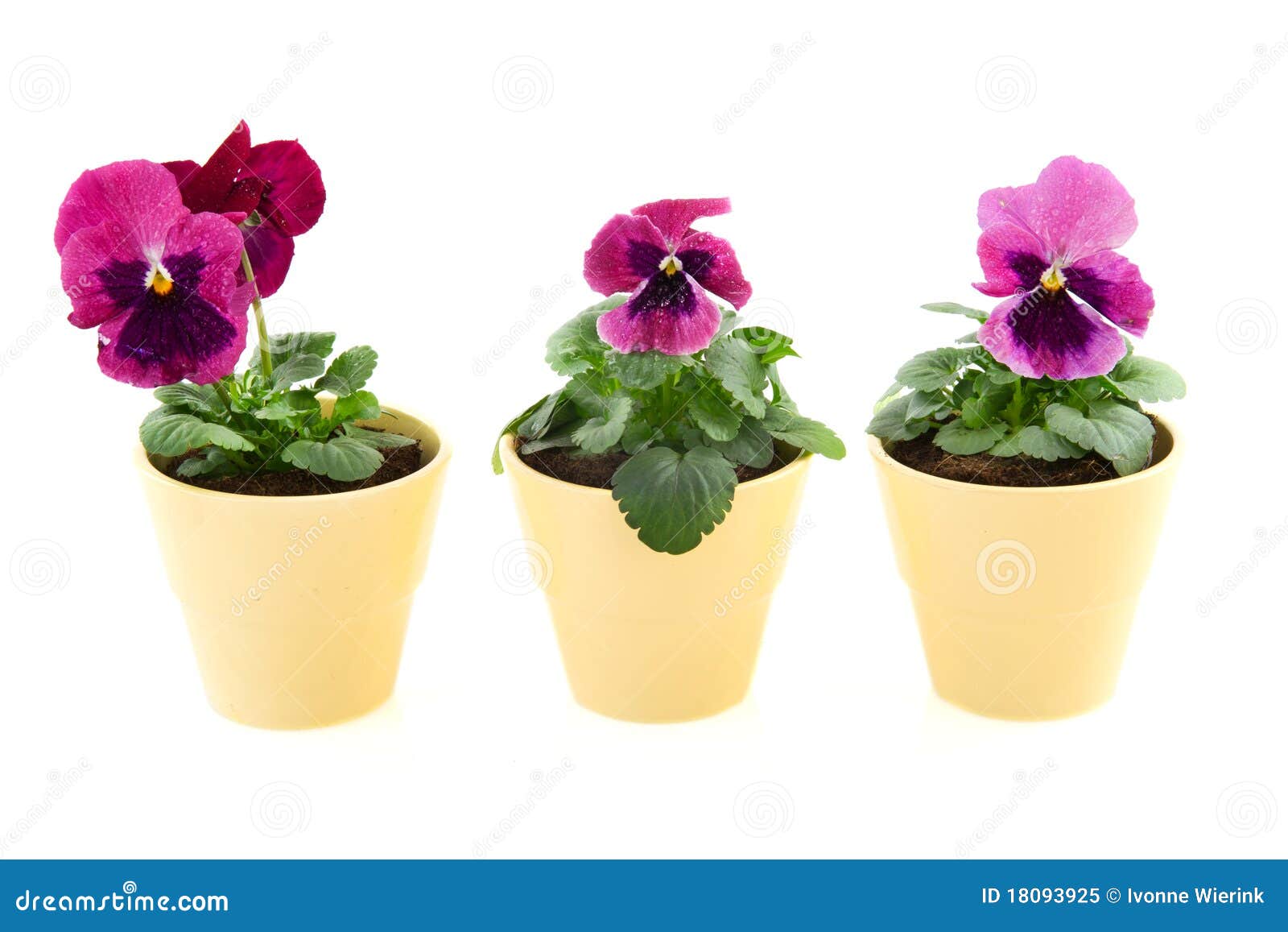 Red Violet flowers stock image. Image of summer, springtime - 18093925