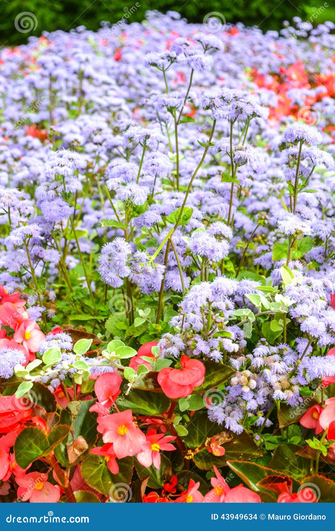 Red and violet flowers stock photo. Image of plant, macro - 43949634