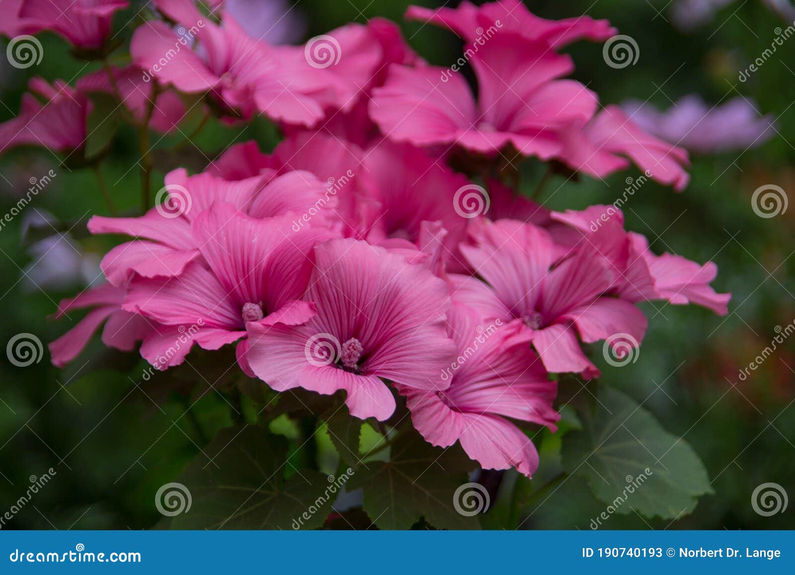 Red Violet Mallow Flowers with Stamens Stock Image - Image of paradise ...