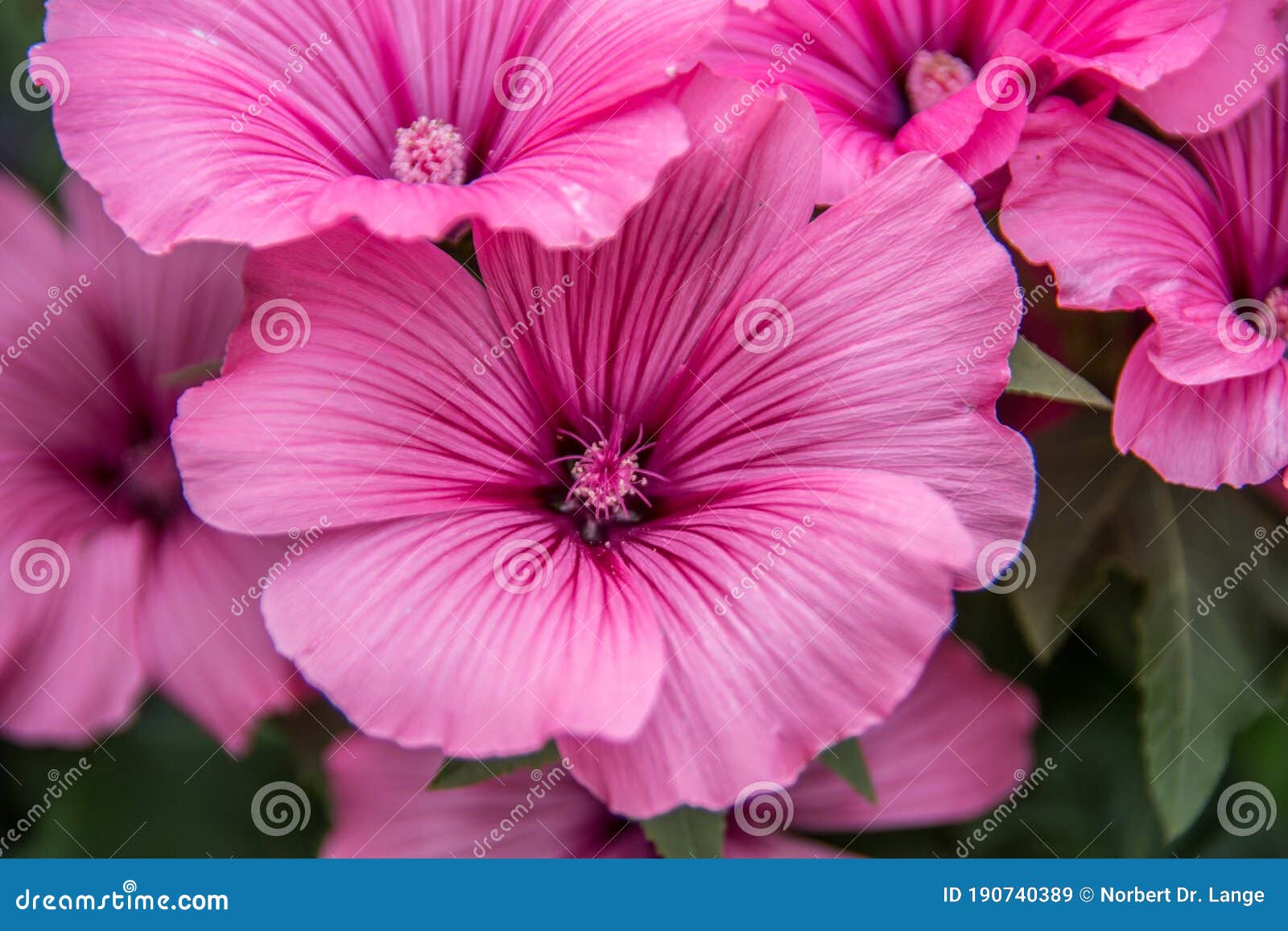 Red Violet Mallow Flowers with Stamens Stock Image - Image of alcea ...