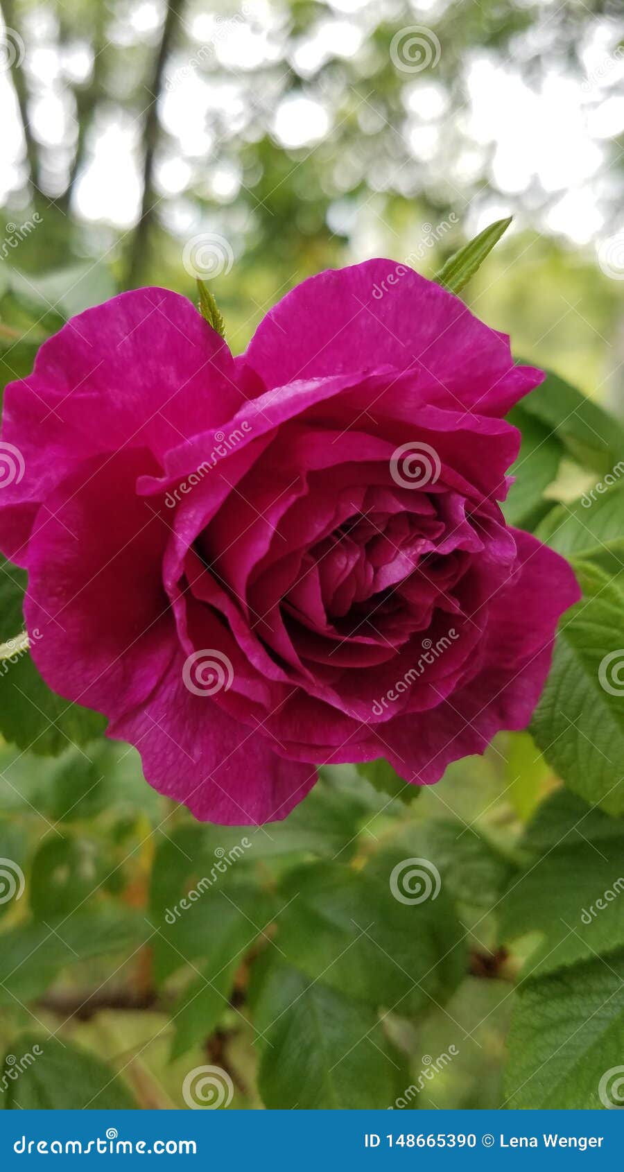 Red Violet Rose stock photo. Image of leaves, rose, green - 148665390