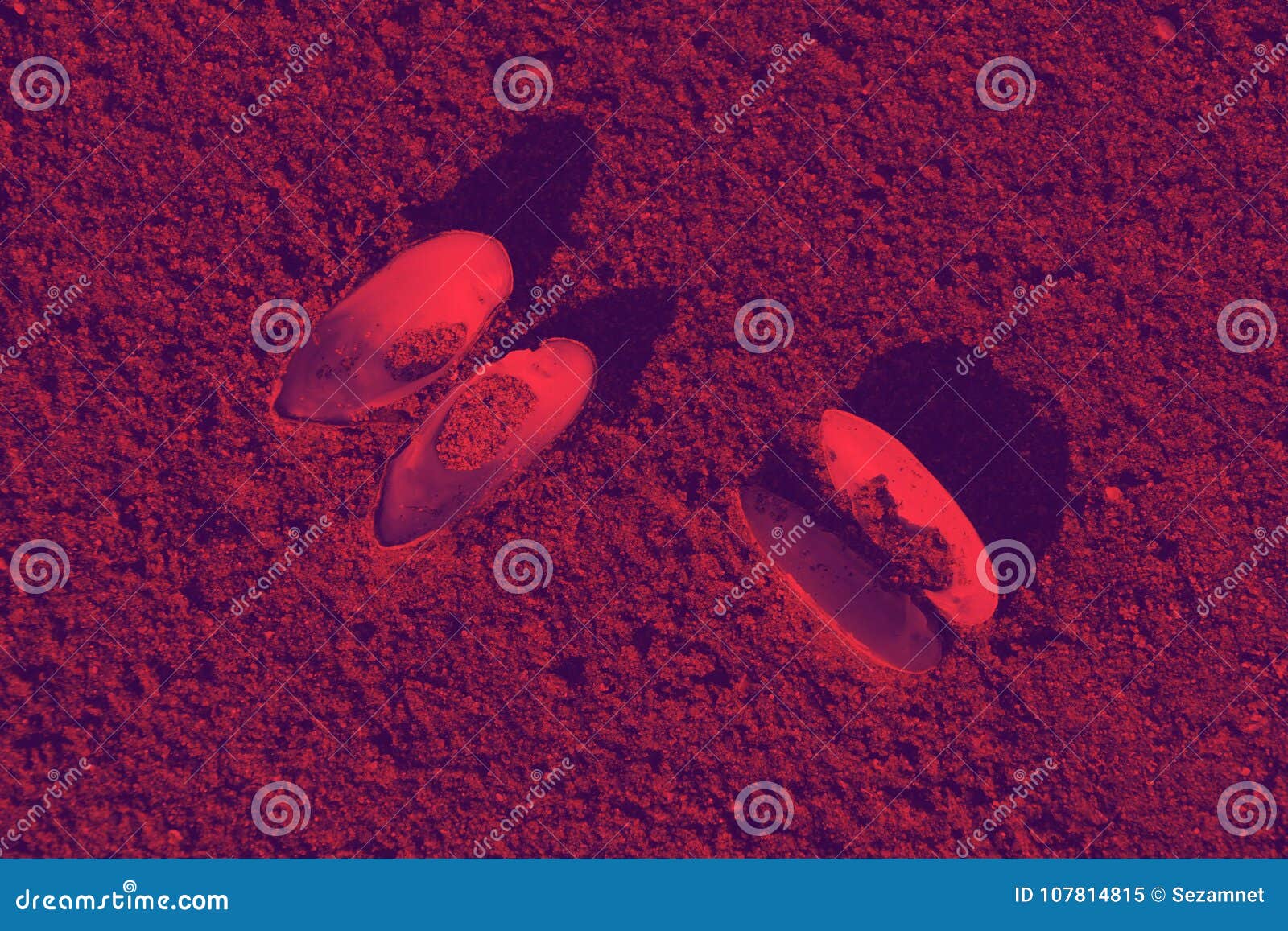 Red Violet Seashells Uncovered on the Sand Sunset Texture Background ...