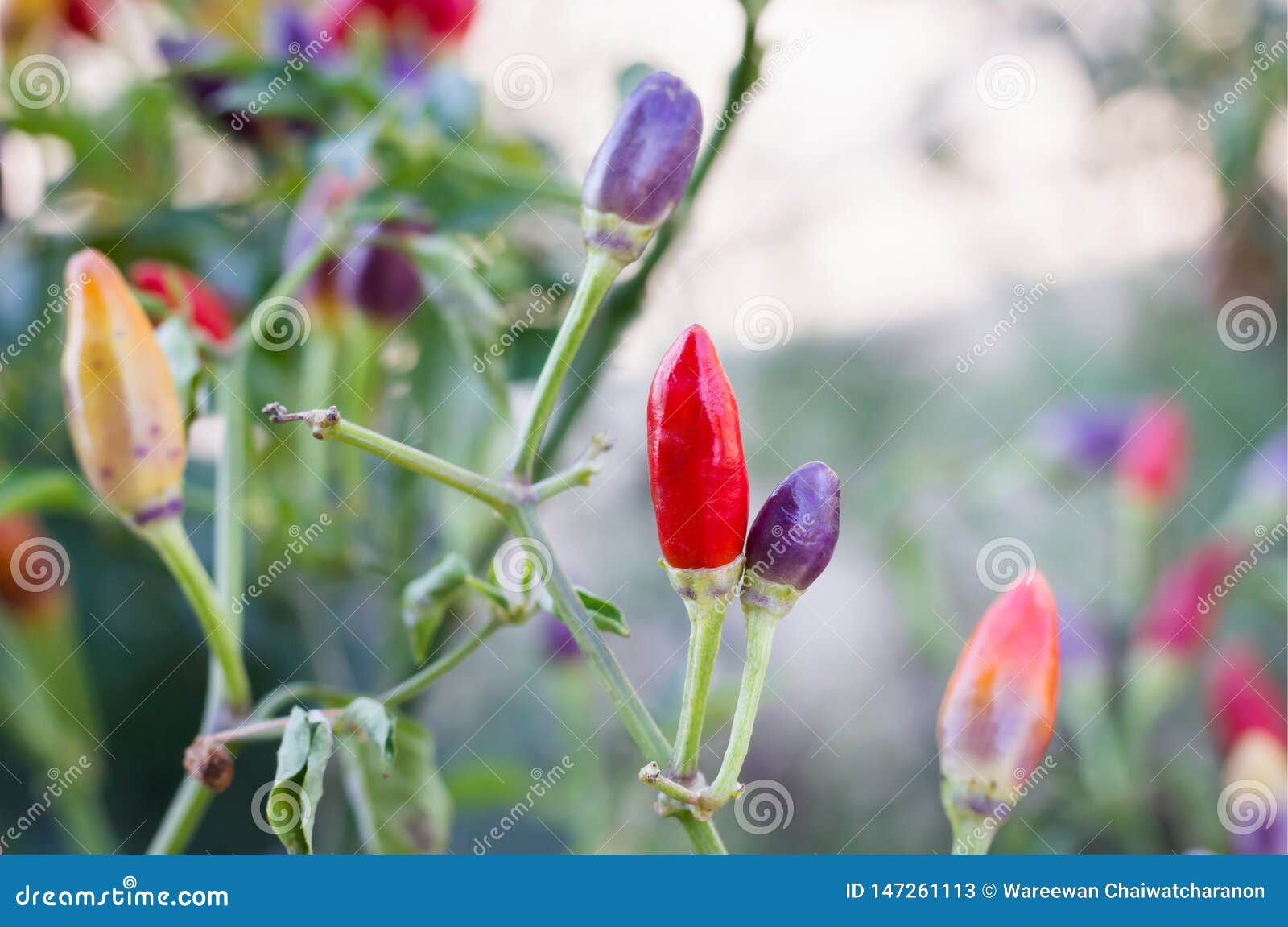 Red and Violet Small Chilli Group on Tree, Spicy Thai Herb Fresh ...