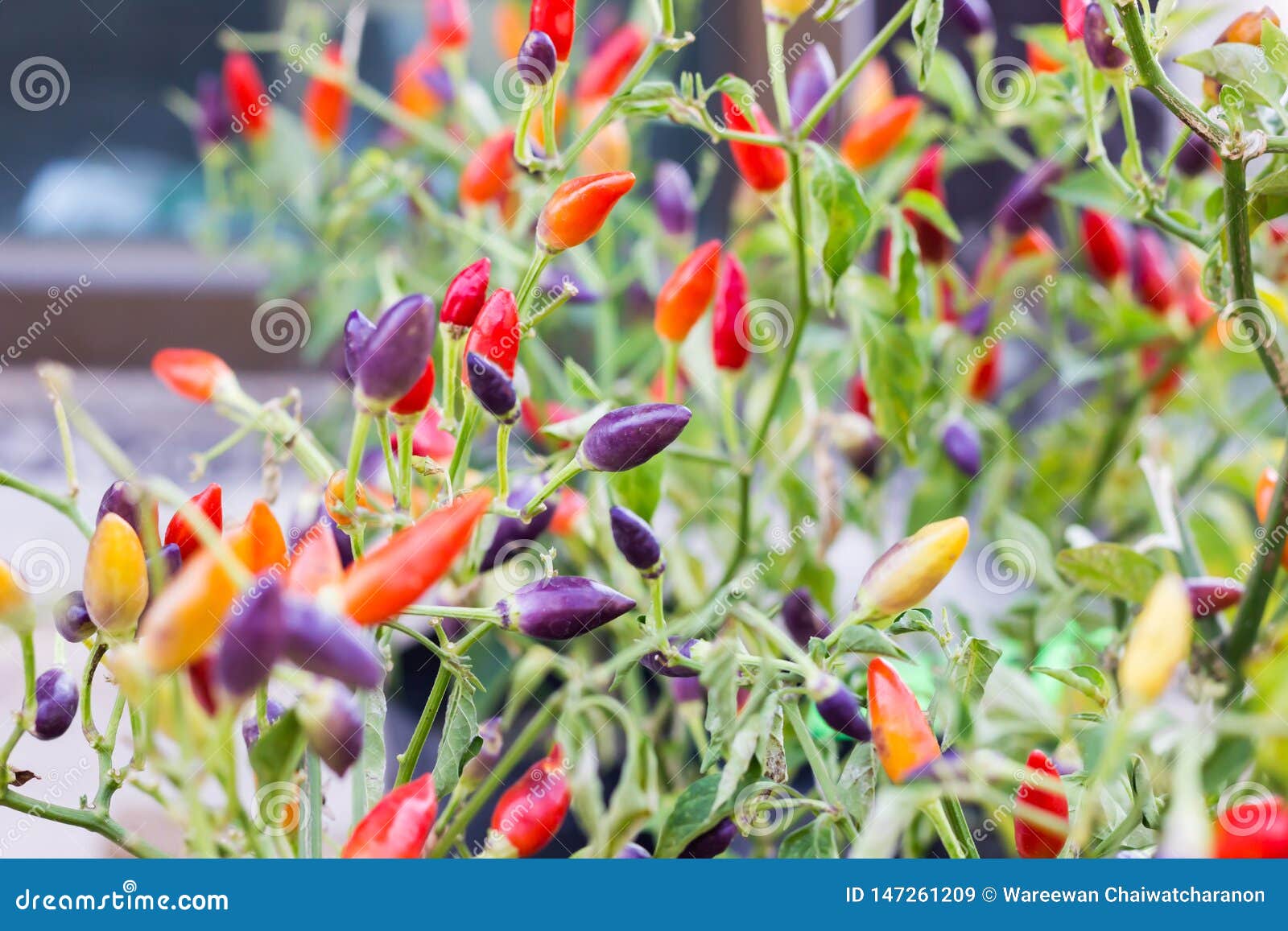 Red and Violet Small Chilli Group on Tree, Spicy Thai Herb Fresh ...