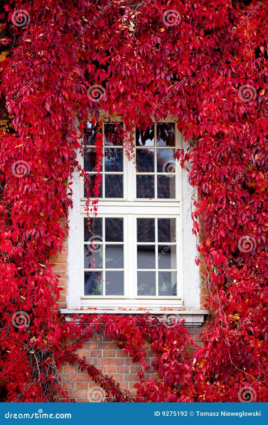 Red Virginia Creeper Around Window Stock Photo - Image of autumn ...