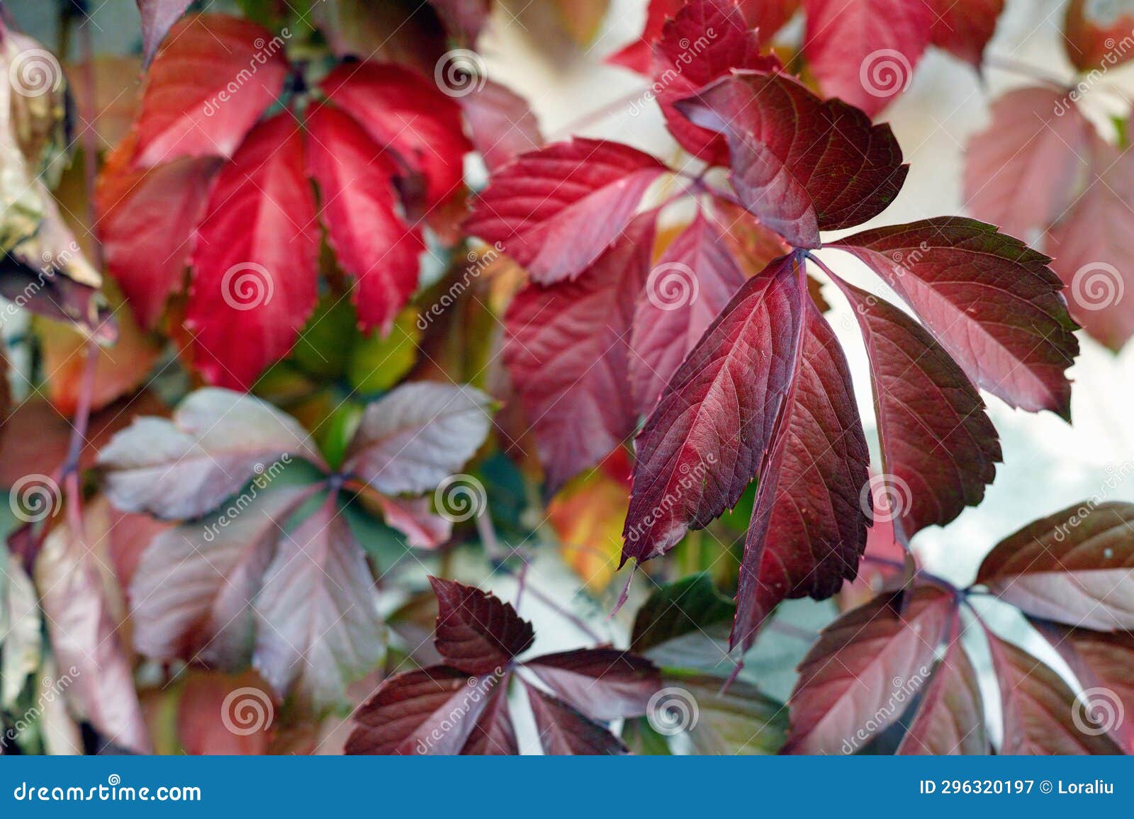Red Virginia Creeper Climbing Up on White Wall Stock Image - Image of ...